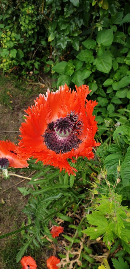 Beautiful Oriental Poppy Wilting As Autumn Approaches in York, UK Stock ...