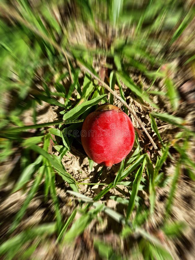 A Unique Red Fruit in Malaysia. Stock Image - Image of malaysia, unique ...