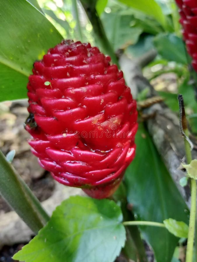 The Unique Red Fruit Resembles Scales Stock Photo - Image of fruit ...