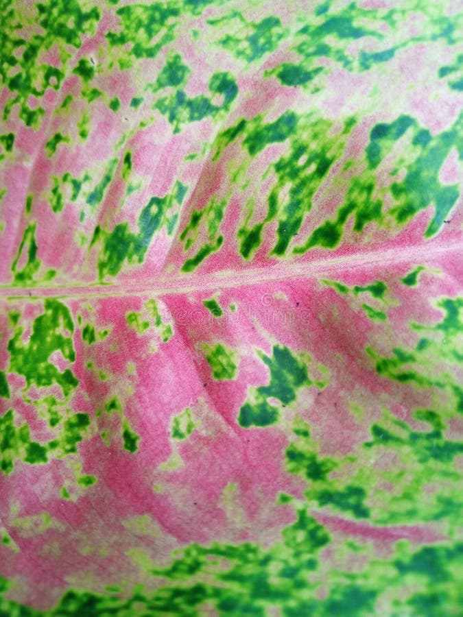 Unique Red and Green Texture on a Leaf. Stock Photo - Image of plant ...