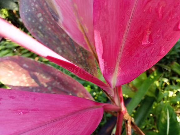 Unique Red Leaf Plants Flushed Red Hanjuang Stock Photo - Image of unique, leaf: 380904568