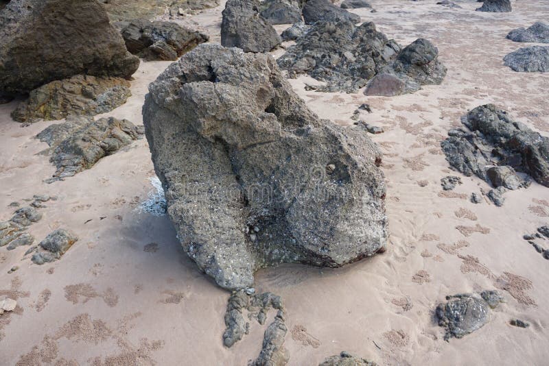 Unique Reef Stones White Oysters Beach Stock Photos - Free & Royalty ...
