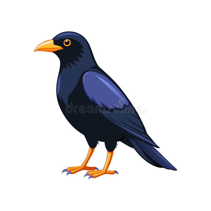 Unique Alpine Chough Bird Representation Stock Image - Illustration of ...