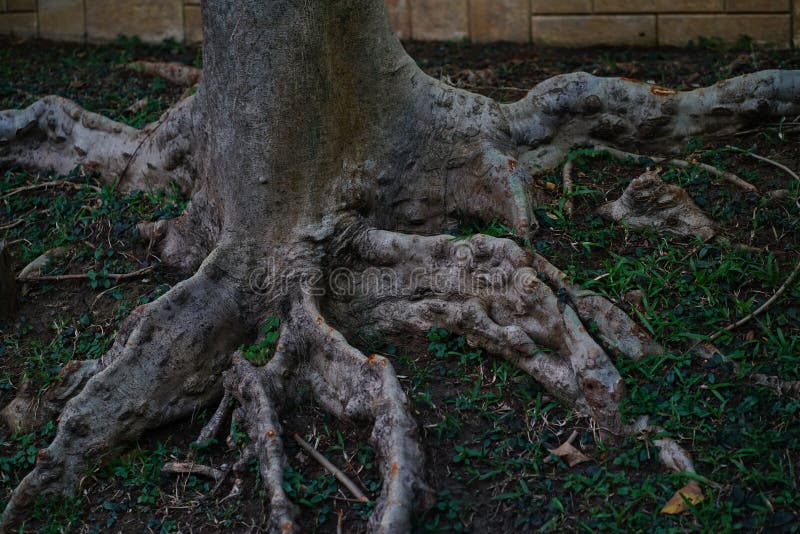 Unique Root Grow Out Off Soil Stock Image - Image of root, soil: 288655267