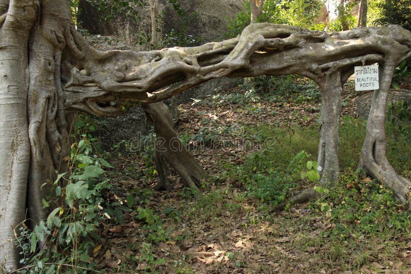 Unique Root Structure of Tree Near Asian Forest Temple Stock Image ...