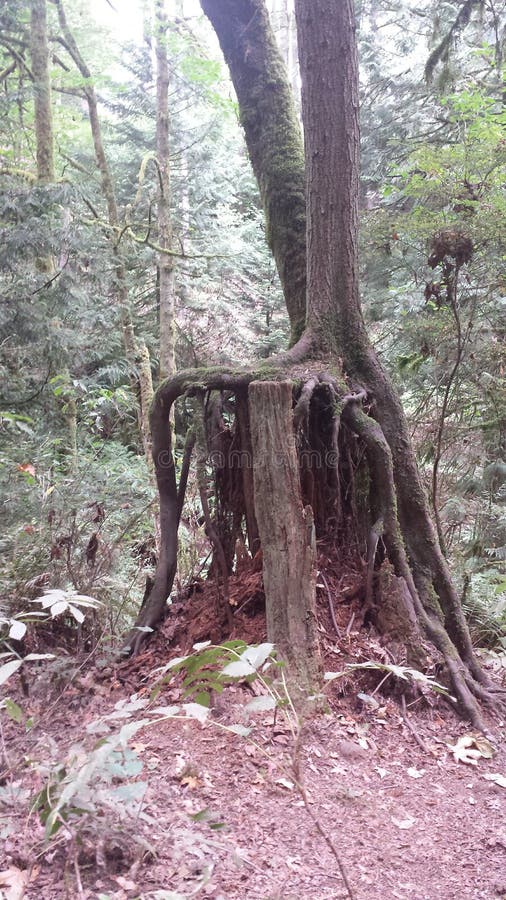 Unique Root Structure of Tree Near Asian Forest Temple Stock Image ...
