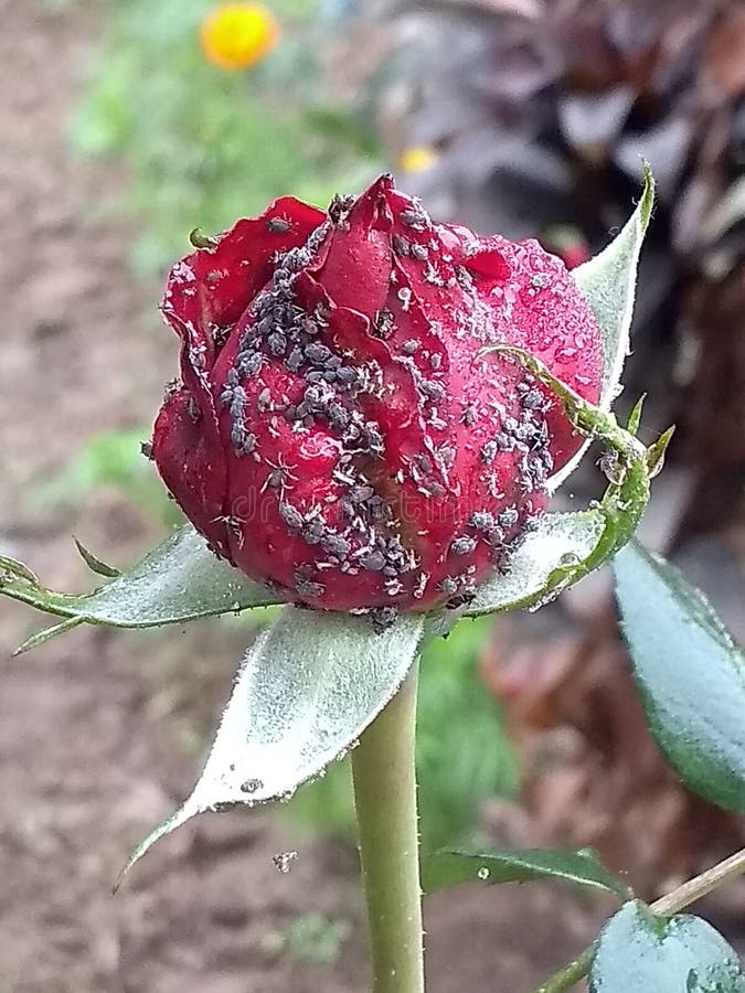 Tiny worms on sandy beach stock photo. Image of animals - 34281728