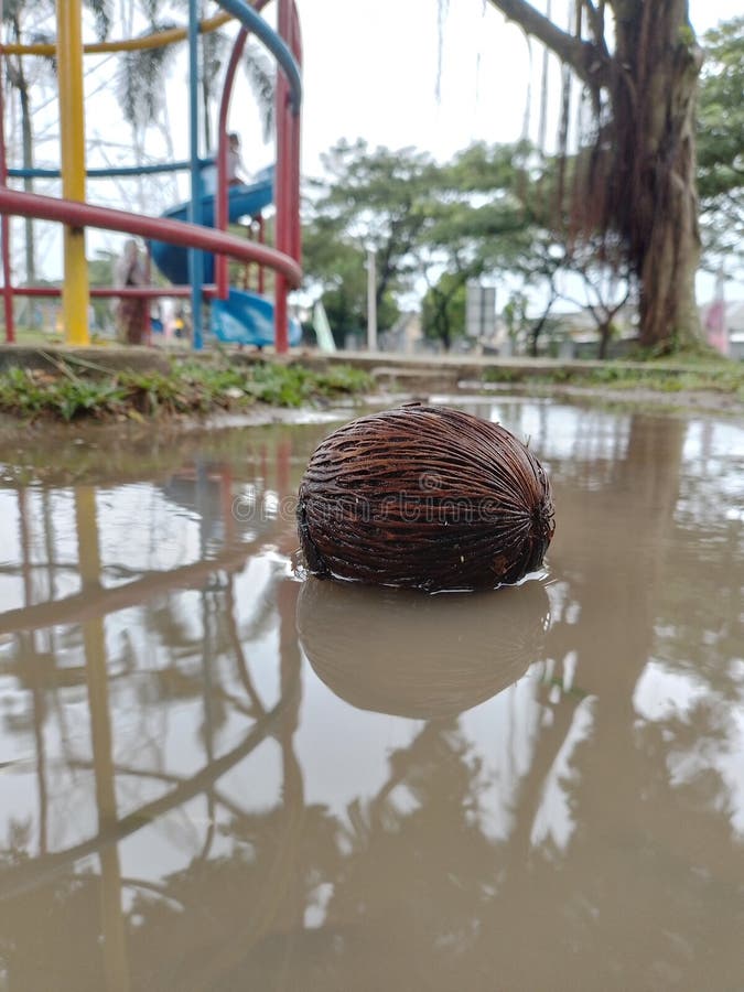 Unique Round Fruit with a Unique Texture Too. Which Had Dried in a ...
