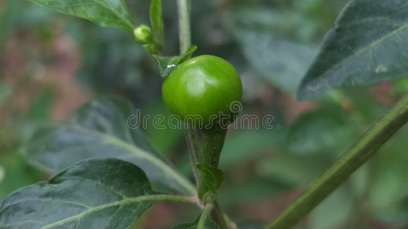 Round Chilli or Dalle Chilli Plant in Backyard Garden at Sikkim, India ...