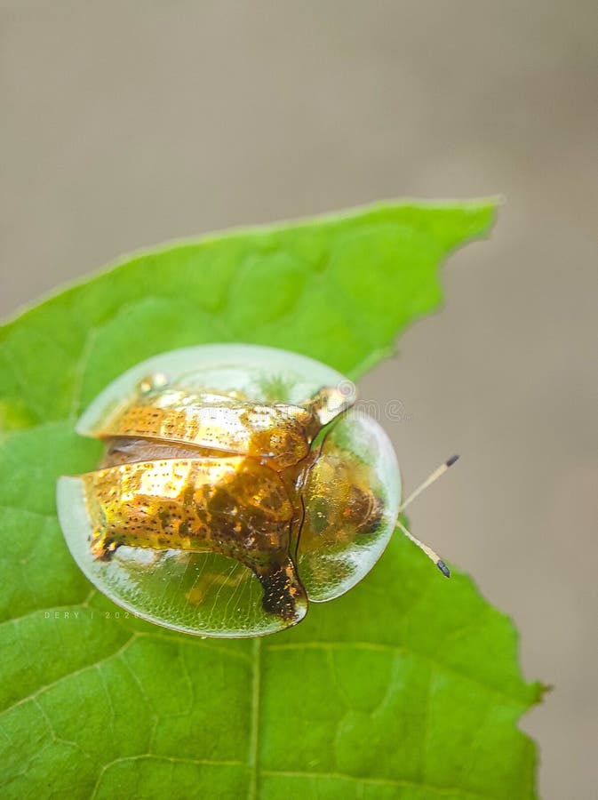 Unique Round Insects Typical of Indonesia Stock Image - Image of round ...