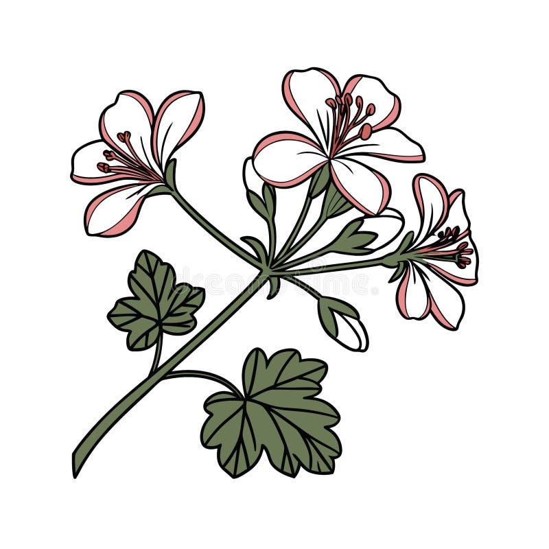 Unique Scented Geranium Flower Illustration in Bold Style Stock ...