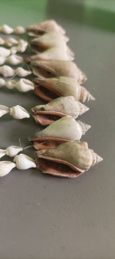 Unique Sea Shell Wall Hangings Stock Image - Image of shell, hangings ...