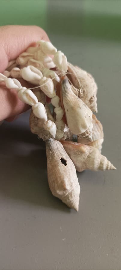 Unique Sea Shell Wall Hangings Stock Photo - Image of wall, shell ...