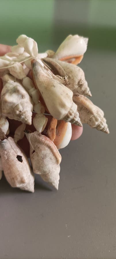 Unique Sea Shell Wall Hangings Stock Image - Image of unique, wall ...