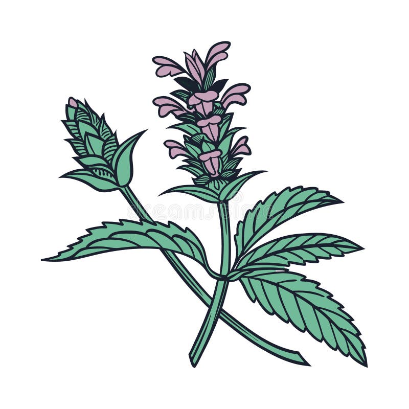 Unique Self-Heal Flower Illustration in Bold Style Stock Photo ...