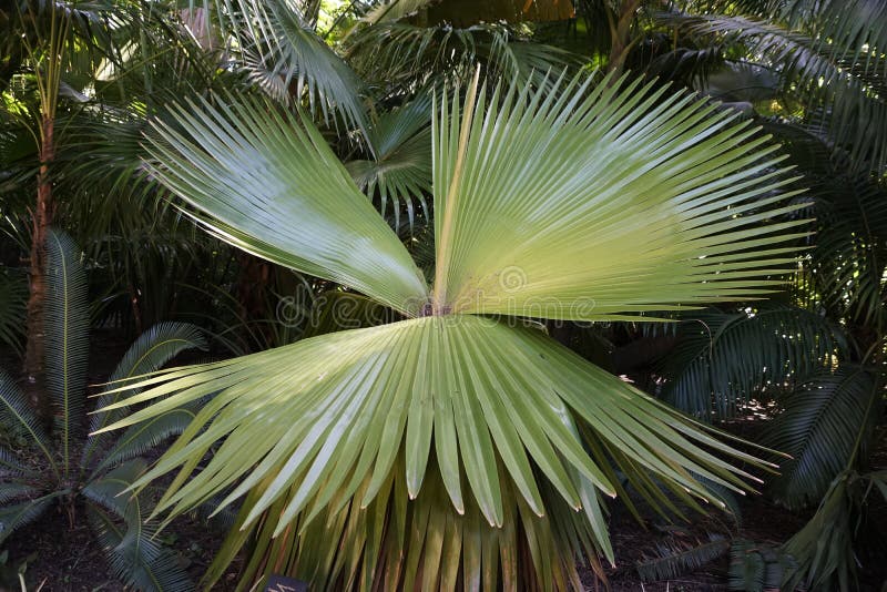 Unique Shape and Big Leaf of Petticoat Palm Tree Stock Photo - Image of ...