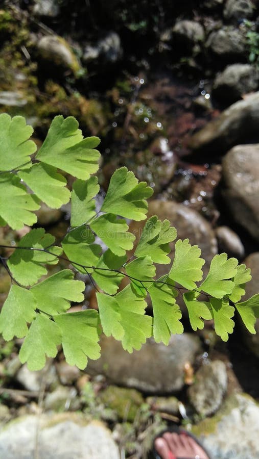 Unique Shape Leaves Green Leaves Stock Image - Image of environment ...