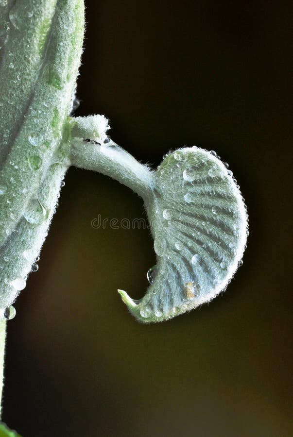 Unique Shape from Nature stock photo. Image of wing, shape - 15681416