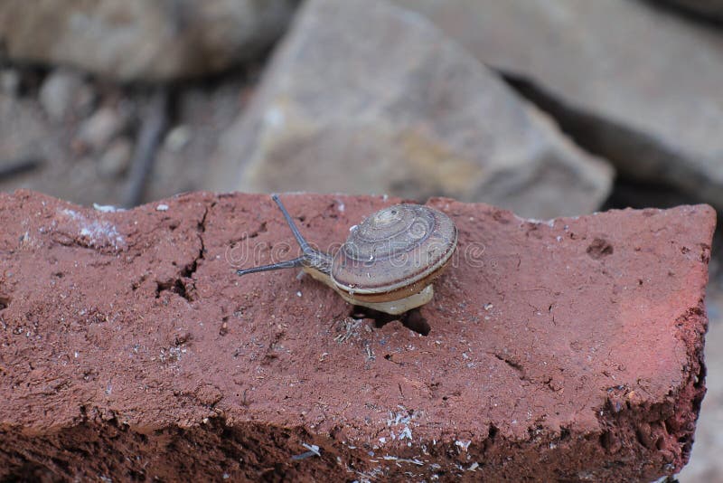The Unique Shape of the Snail Shell is Round and Flat with a Small ...