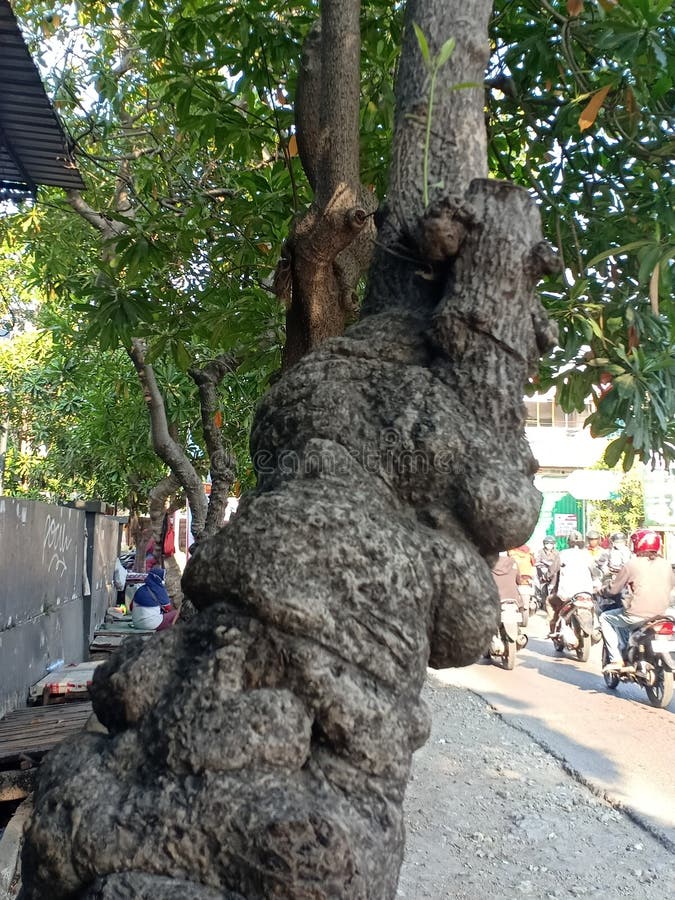 The Unique Shape of Tree on Road Stock Photo - Image of shape, carving ...