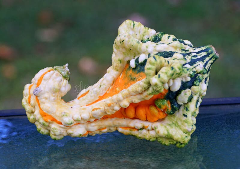 Unique Shape of a White, Green and Orange Mini Gourd Stock Image ...