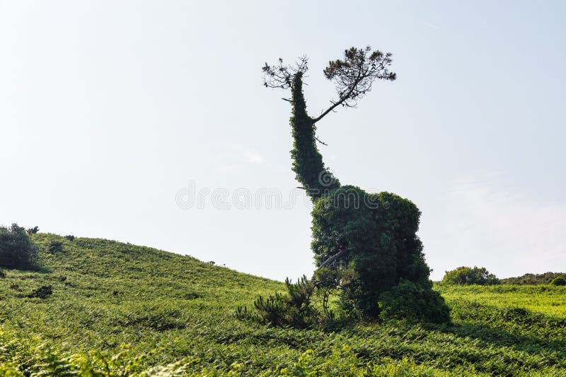 Unique Shaped Tree Overgrown with Tendrils in a Green Landscape Stock ...