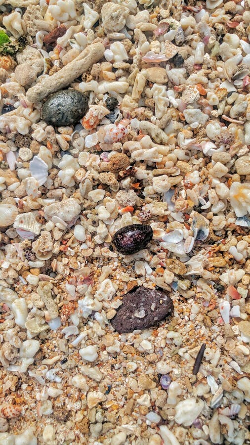 An Unique Shell on the Beach Stock Image - Image of shell, beach: 261832963