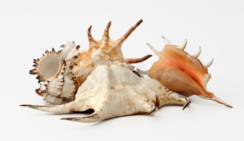 66,833 Seashells Stock Photos - Free & Royalty-Free Stock Photos from ...