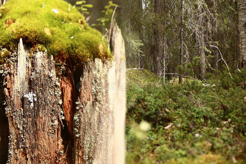 Swedish Green Split Stock Photos - Free & Royalty-Free Stock Photos ...