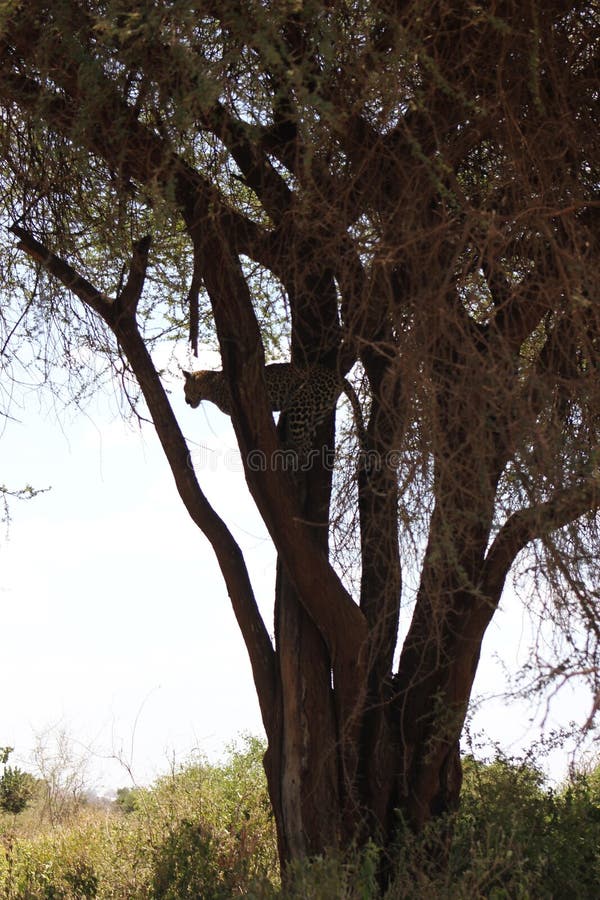 Unique Sight of a Leopard on a Tree Stock Image - Image of woodland ...