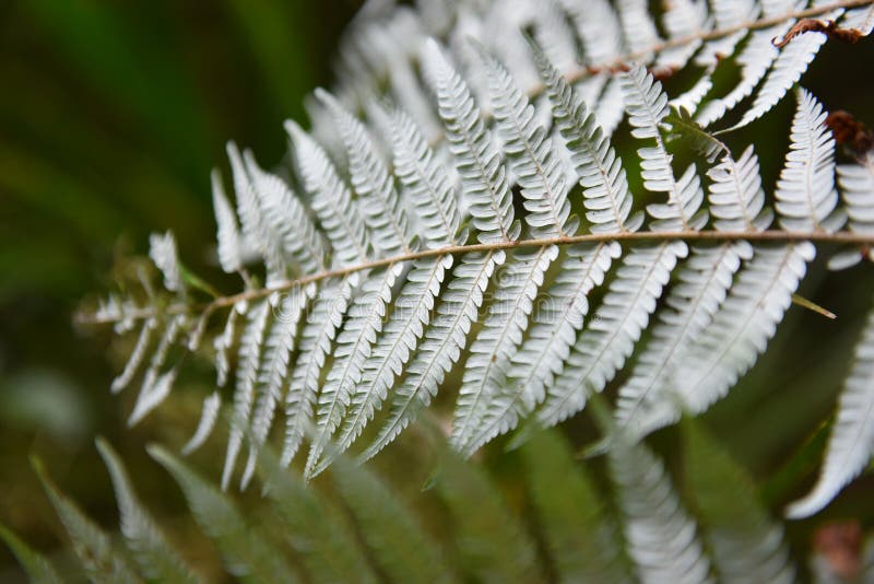 Silver Ferns, Lake Rotoiti, NZ Stock Photo - Image of blooms, paddle ...