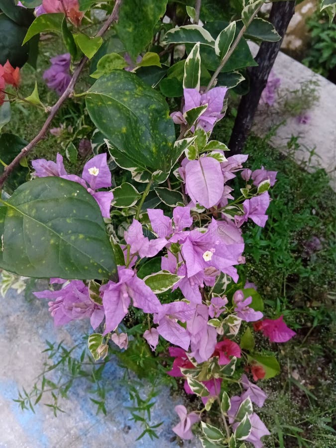 Red Small Flower in Garden Best View from Outside Stock Photo - Image ...