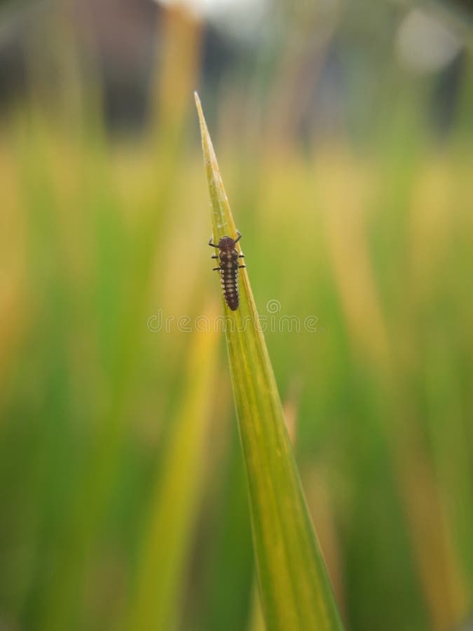 Unique and Small Insects Close Up Stock Photo - Image of unique ...