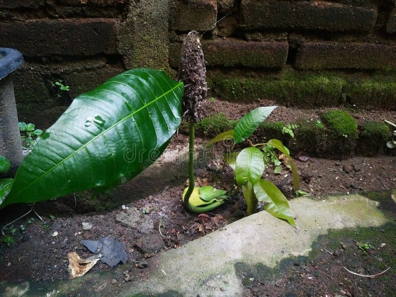 Unique Small Mango Tree Plant Growing from a Seed that Also Grows ...