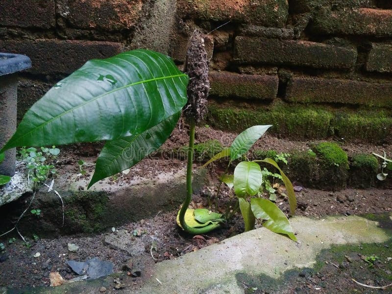 Unique Small Mango Tree Plant Growing from a Seed that Grows Upward ...