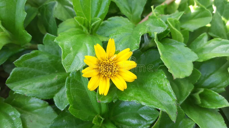 A Unique Small Yellow Flower on Green Leaves Stock Photo - Image of ...
