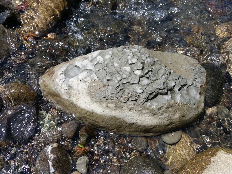 Solid rock is scaly stock image. Image of tree, fungus - 214586585