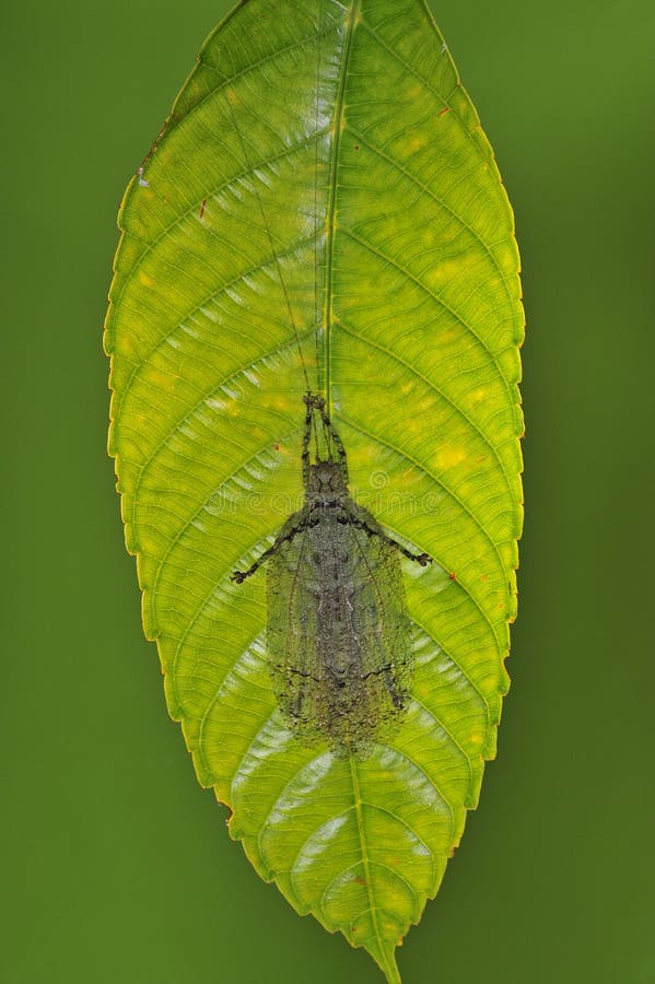 Katydid stock photo. Image of katydid, unique, insect - 30145660