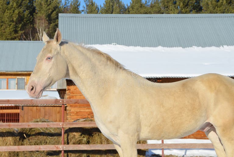 Unique Stallion at Walk stock image. Image of isabella - 55552479