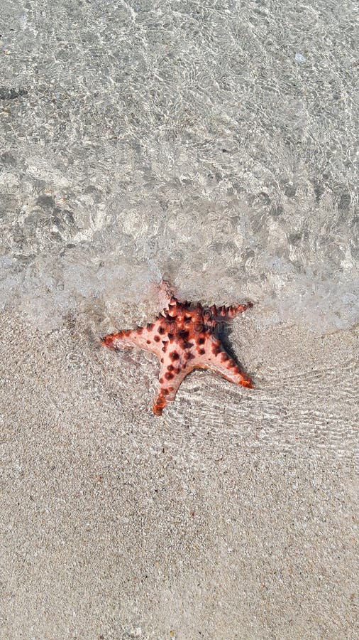 Starfish on the Island of Belitung Stock Photo - Image of animal, leaf ...