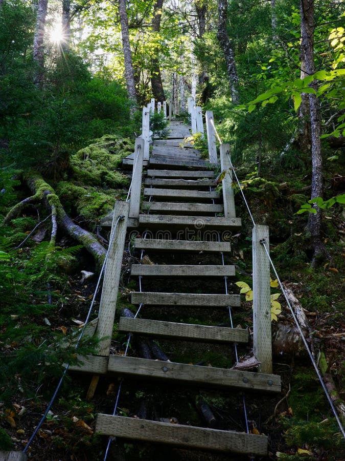 Unique Steps Suspended on Cables in New Brunswick, Fundy Trail Stock ... Unique Steps Suspended on Cables in New Brunswick, Fundy Trail Stock ...