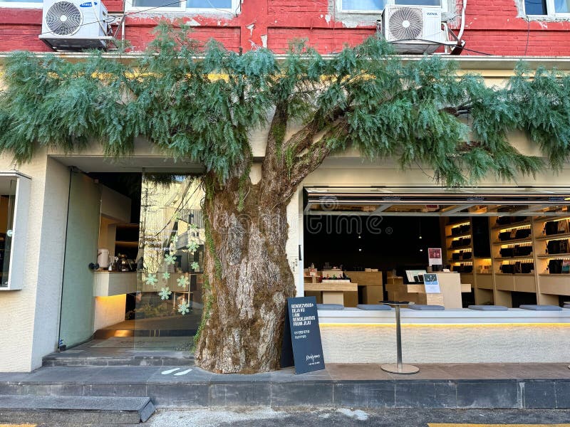 Unique Storefront with Tree Integration in Jeju. Editorial Image ...