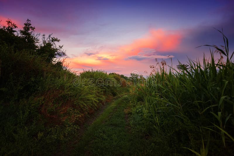 Unique Sunset in a Meadow with Grasses in the Foreground, Shot from the ...