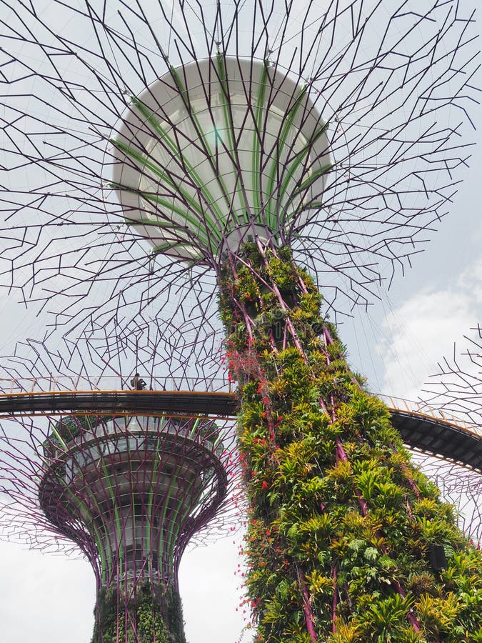 Unique Supertrees in Singapore, Unusual Architecture Stock Photo ...