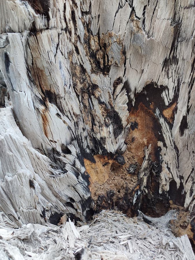 The Unique Texture of Burnt Tree Remains Stock Photo - Image of texture ...