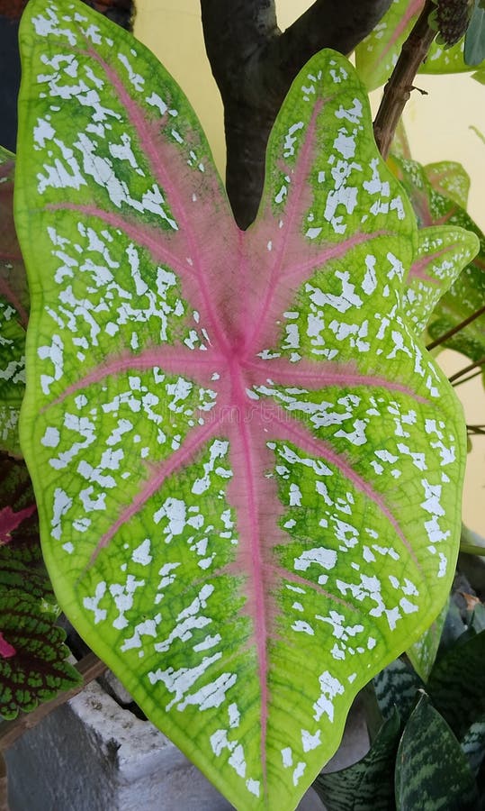 The Unique Texture of Caladium Bicolor Leaves with Abstract and ...