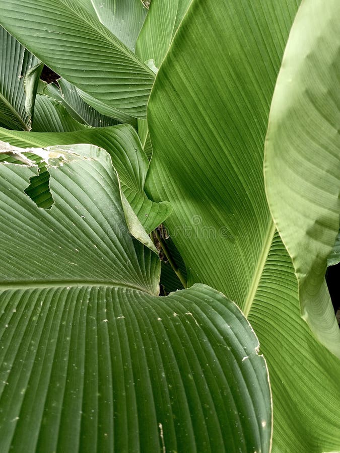 The Unique Texture of Calathea Mutia Leaves (2) Stock Photo - Image of ...