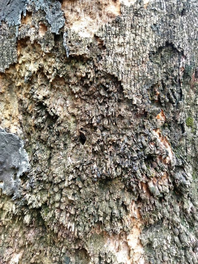 The Unique Texture of Palm Tree Bark Results from Years of Natural ...