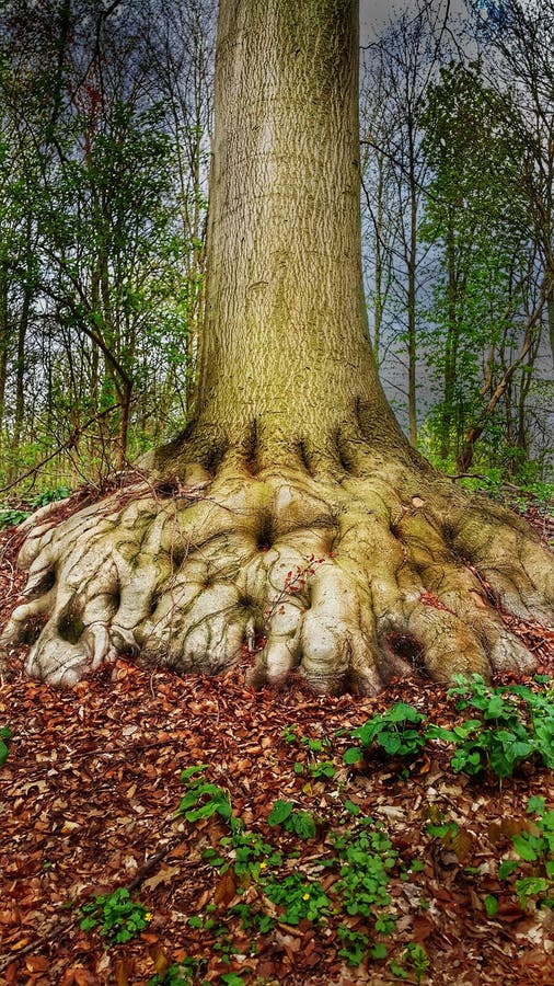 Unique Texture and Root Shapes of a Giant Tree, Save Planet, Save Tree ...
