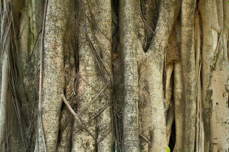 Unique Texture Rough Tree Bark Stock Image - Image of wooden, wild ...